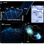 Fast Blue Retrograde Tracer | Fluorescent Neuronal Labeling Dye ...
